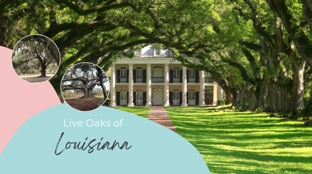 Natural Wonders of the South: The Most Breathtaking Live Oaks